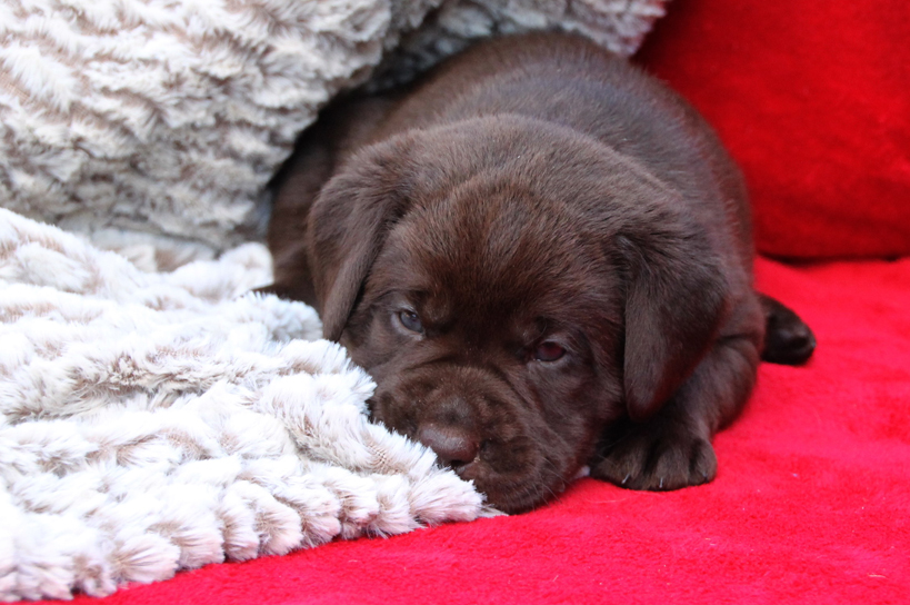 Die Labrador Retriever Zucht vom AUHOF - Cattle & More