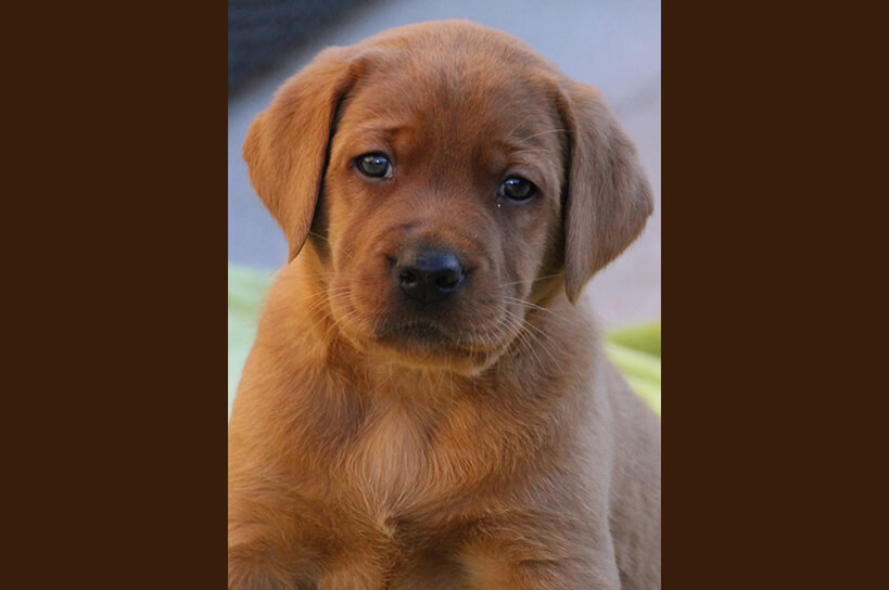 Die Labrador Retriever Zucht vom AUHOF - Cattle & More