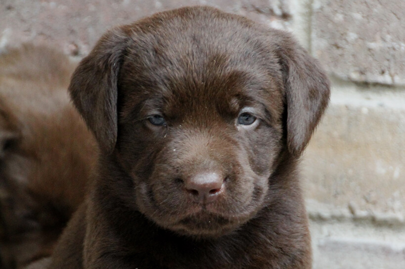 Die Labrador Retriever Zucht vom AUHOF - Cattle & More