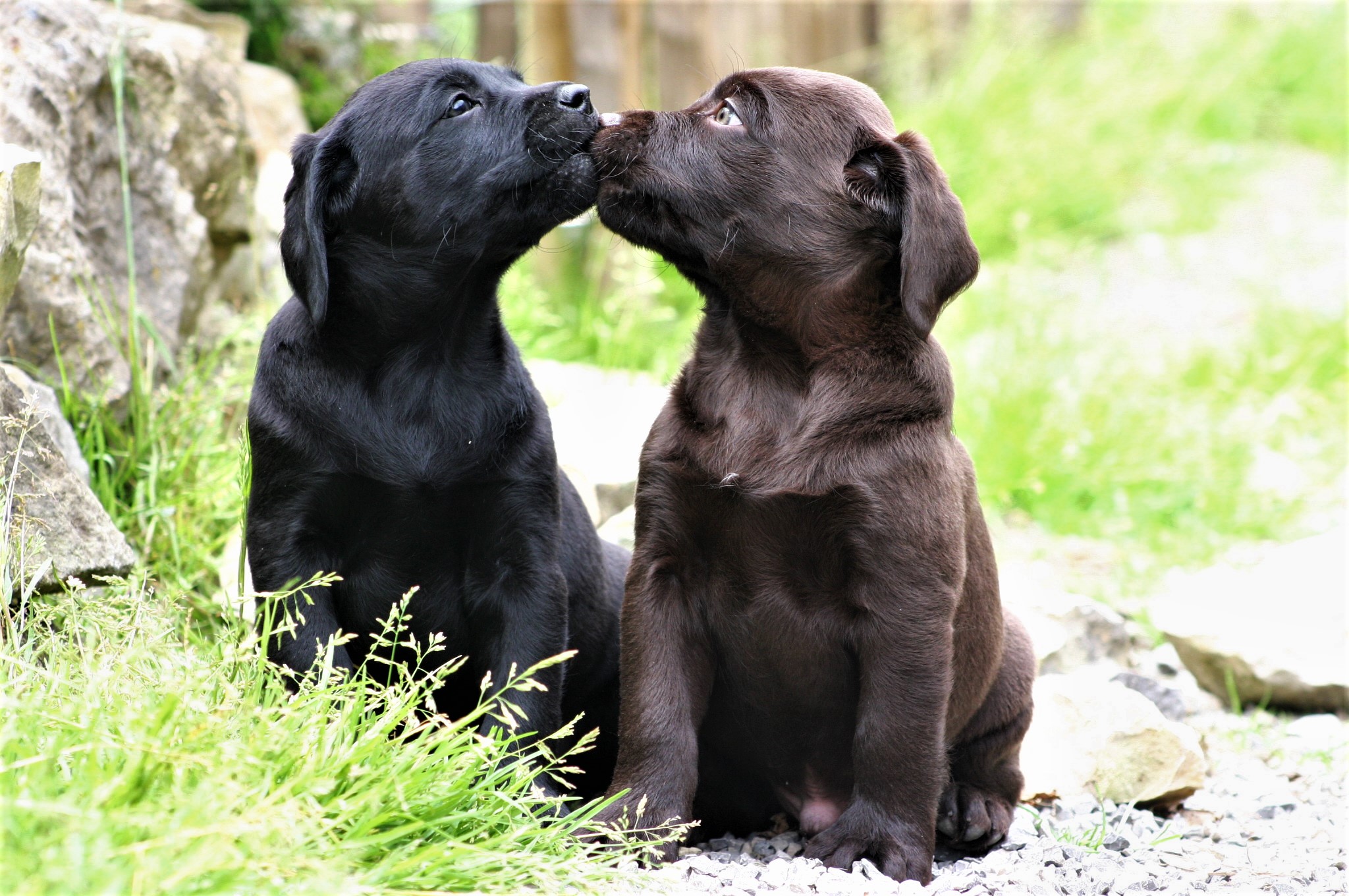 Die Labrador Retriever Zucht vom AUHOF - Cattle & More