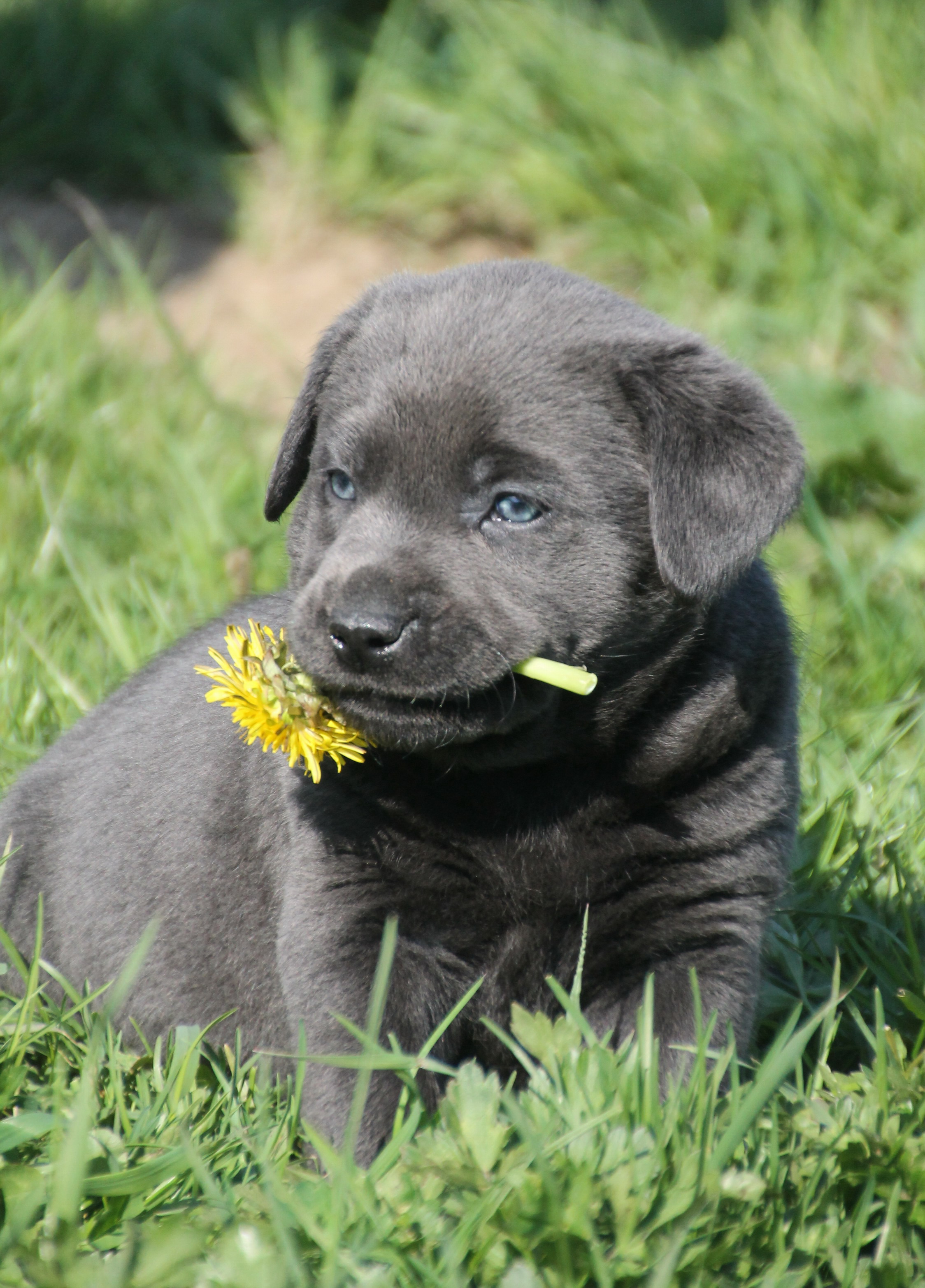 Die Labrador Retriever Zucht vom AUHOF - Cattle & More